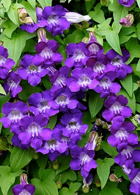 ASARINA 0,03 g PIĘKNE PNĄCZE 'LEGUTKO (5907617303058) • Cena, Opinie ...