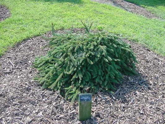 SILNIE PŁACZĄCY UNIKAT Świerk pospolity 'Wingles Weeper' NA WYSOKIM ...