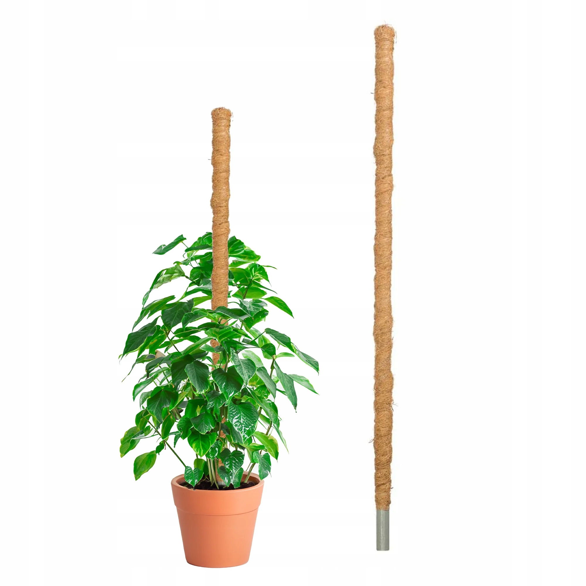 Palik kokosowy podpora do roślin tyczka - wysokość 60 cm, średnica 32 ...