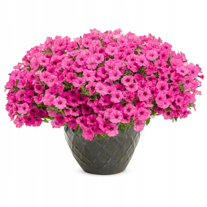 Surfinia Supertunia Mini Vista Hot Pink Zestaw 6 szt. • Cena, Opinie ...