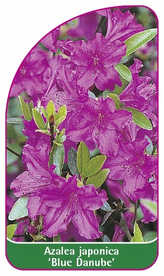 Azalea japonica 'Blue Danube' - etykiety szkółkars (5906451043342 ...
