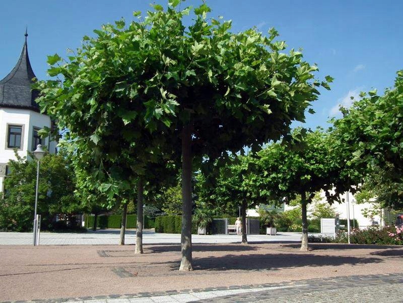 Platan klonolistny ALPENS GLOBE sadzonka NA PNIU • Cena, Opinie ...