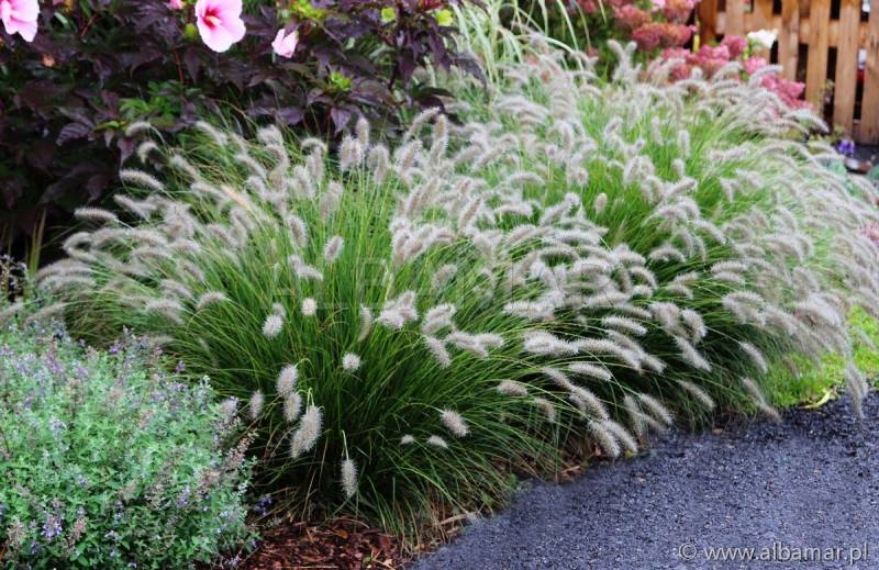 [ML] Rozplenica Japońska "Hameln" 40SZT Zestaw P9 Piękna Trawa ozdobna ...