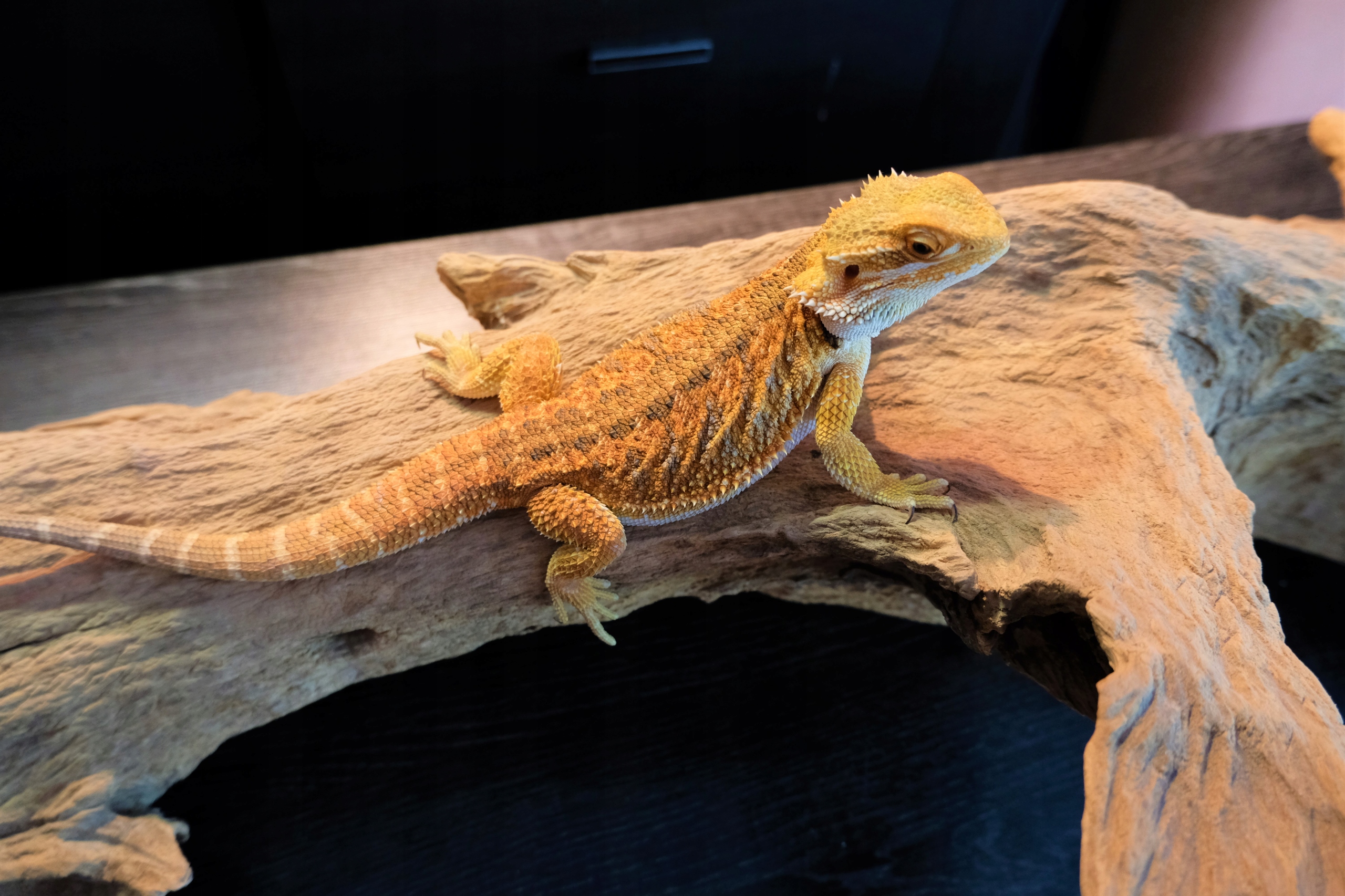 Agama brodata Orange Samiec dla początkujących 14722913262 - Allegro.pl