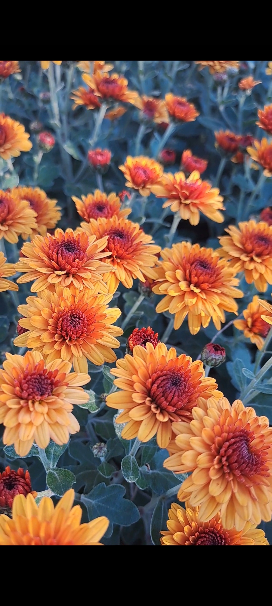 Chryzantema różowy sadzonka z gołym korzeniem • Cena, Opinie - Allegro