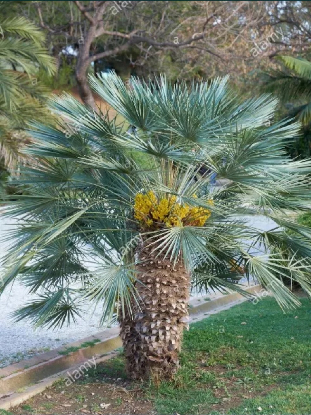 Chamaerops humilis var. cerifera MROZOODPORN -10 RARYTAS! • Cena ...