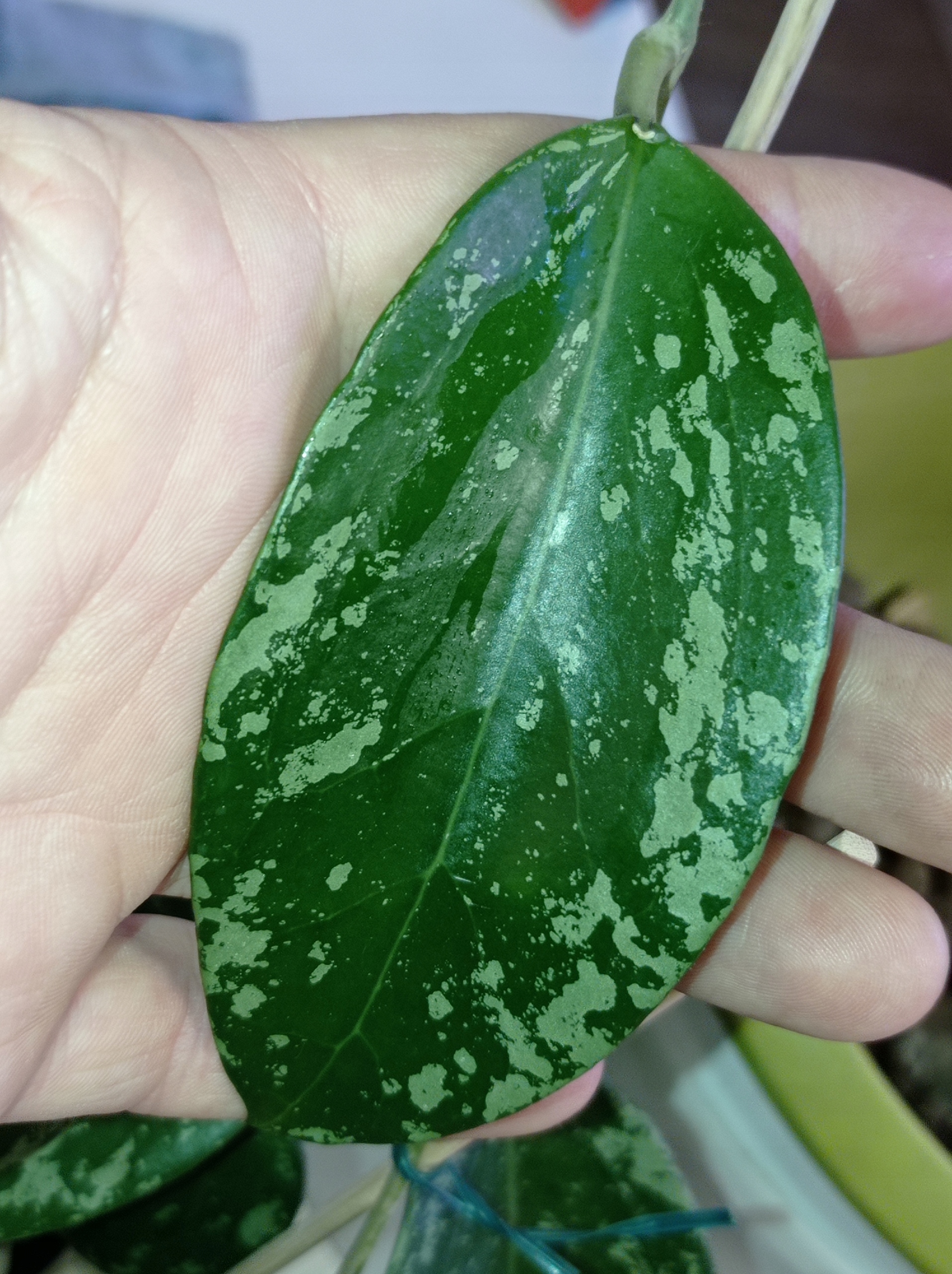 Hoya Snow Leopard - Niska cena na Allegro