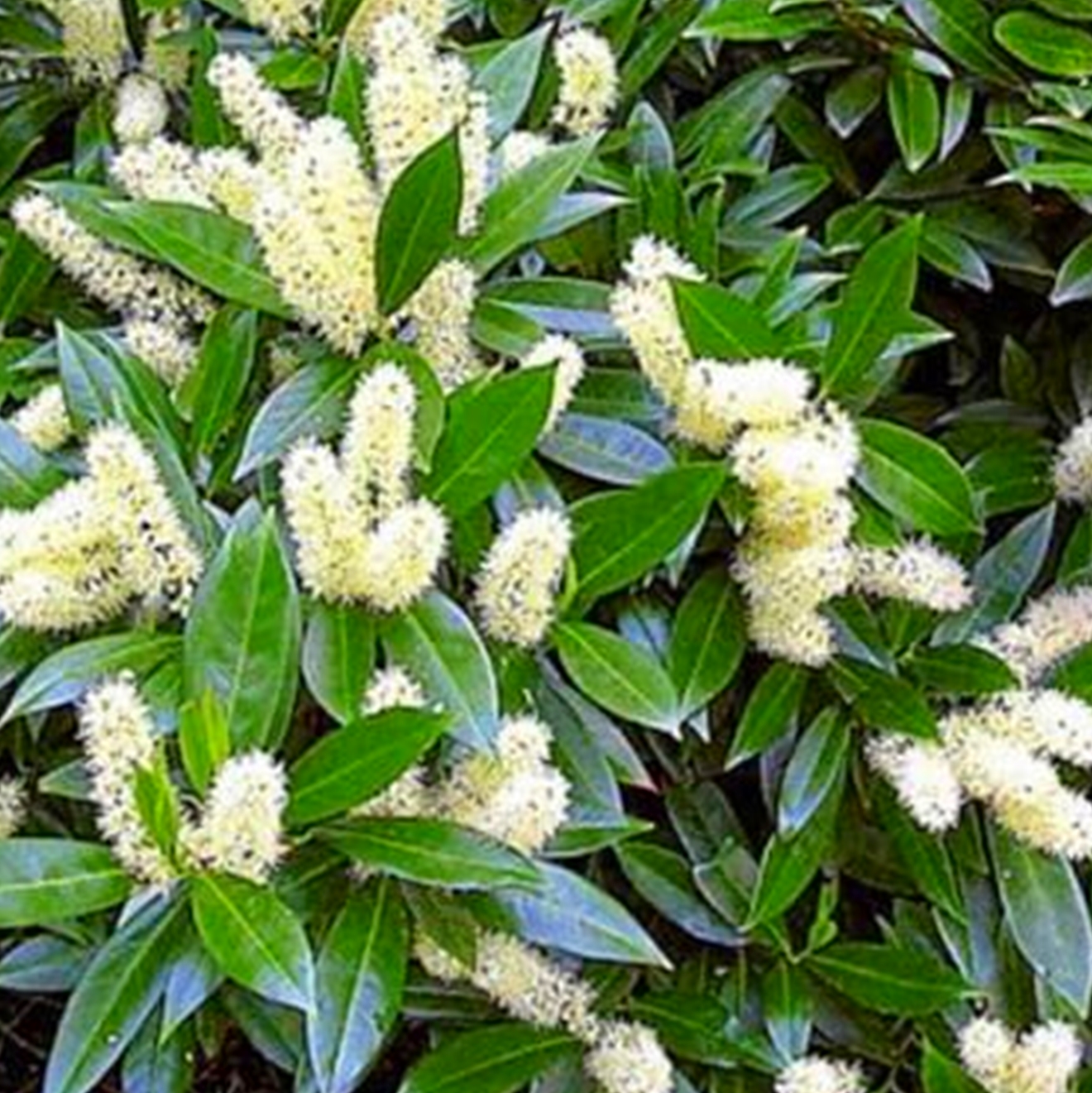 PRUNUS LAUROCERASUS 'NOVITA' KELETI BABÉRLEVÉL za 1645.00HUF-ért - Allegro