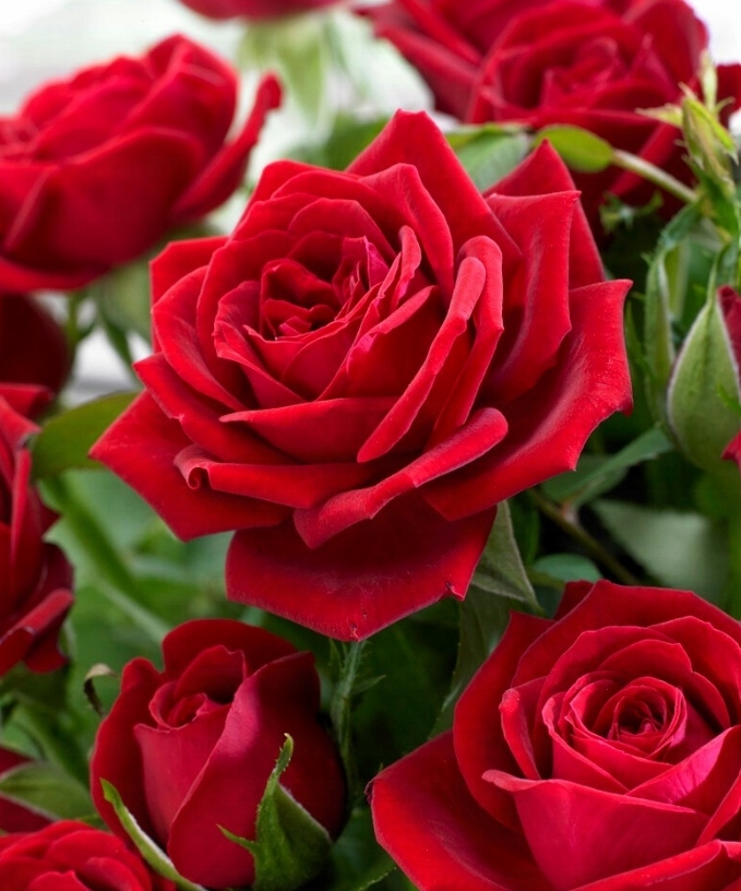 Többvirágú rózsa PIROS za 1905.00HUF-ért - Allegro