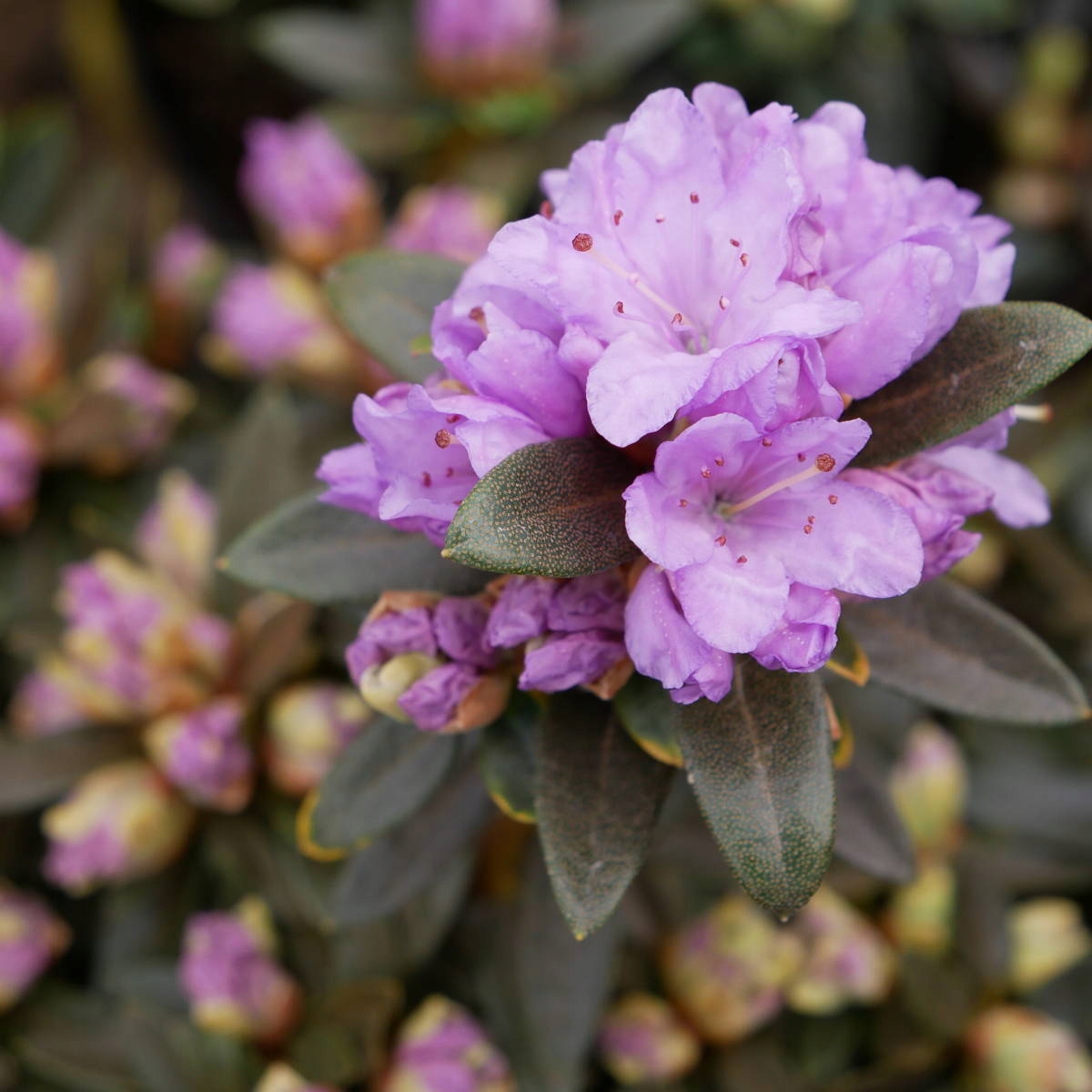 Rododendron Fioletowy - Niska cena na Allegro.pl