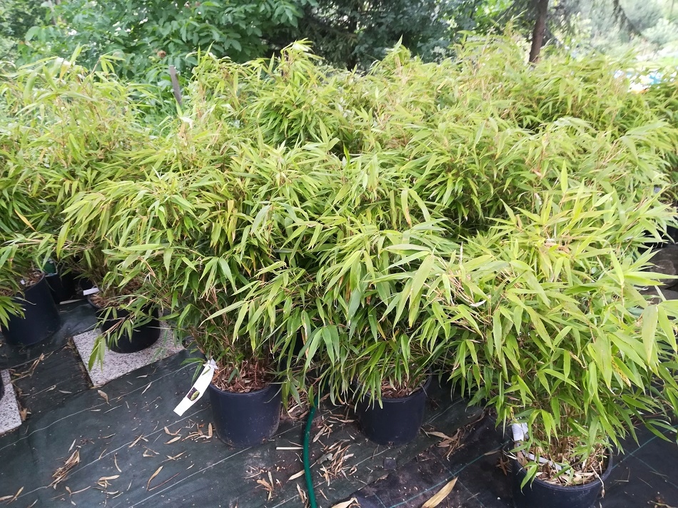 BAMBUS KĘPOWY FARGESIA RUFA 10 L 60-80 CM • Cena, Opinie • Trawy ...