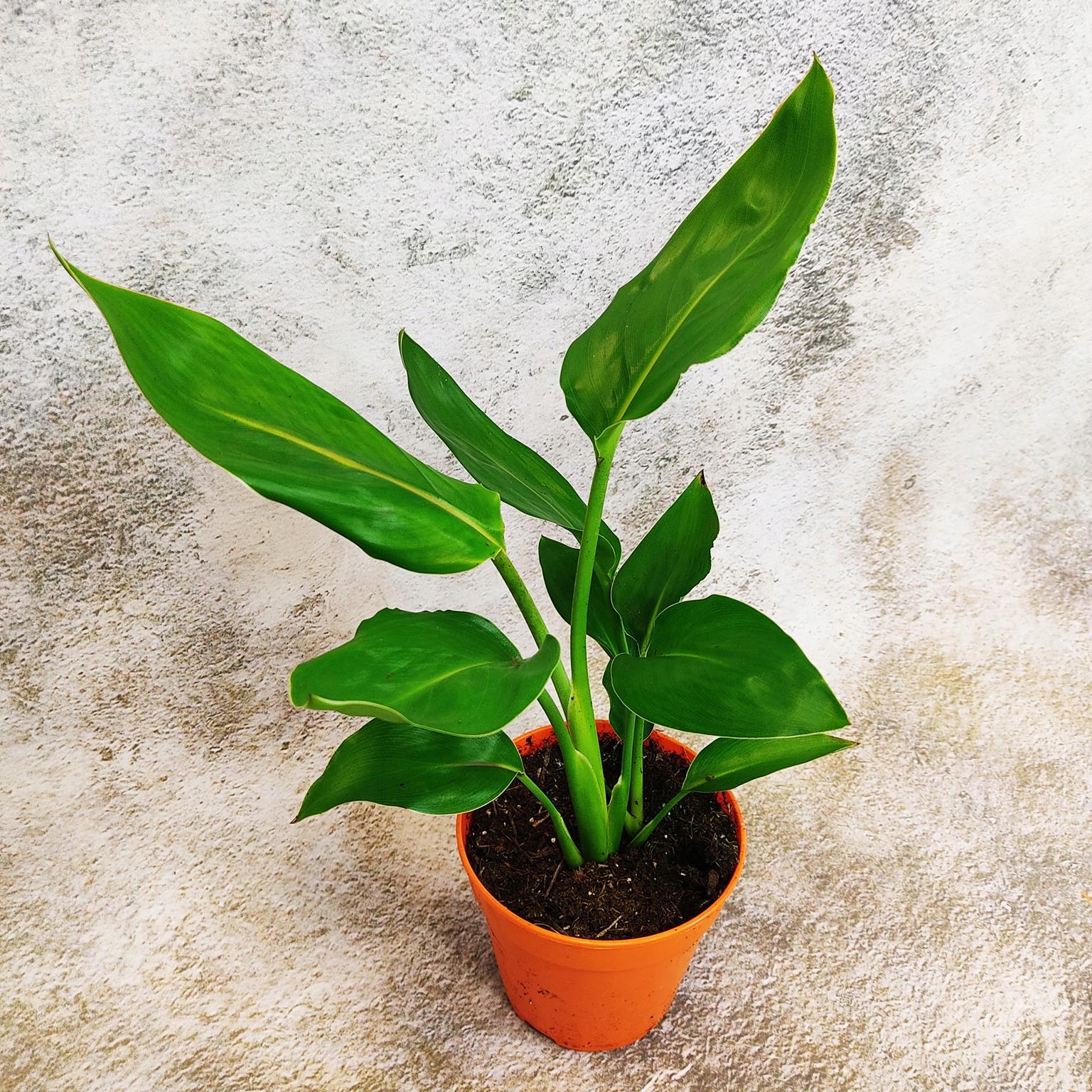 Strelicja sadzonka w pojemniku 2-3l (5903707635924) • Cena, Opinie ...