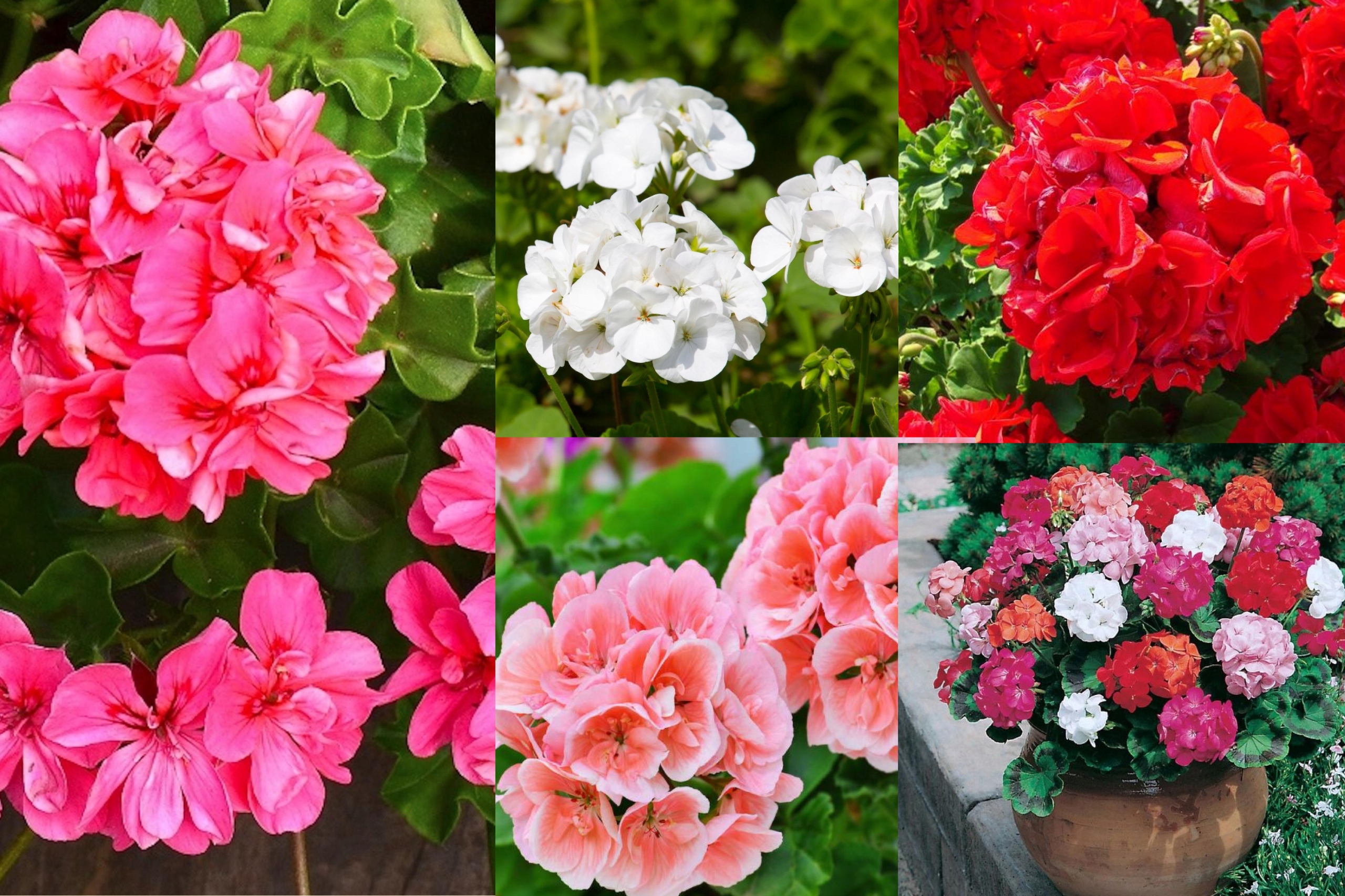 KOSZYK PELARGONIA RABATOWA 5 ODCIENI BALKON MIX ! • Cena, Opinie ...