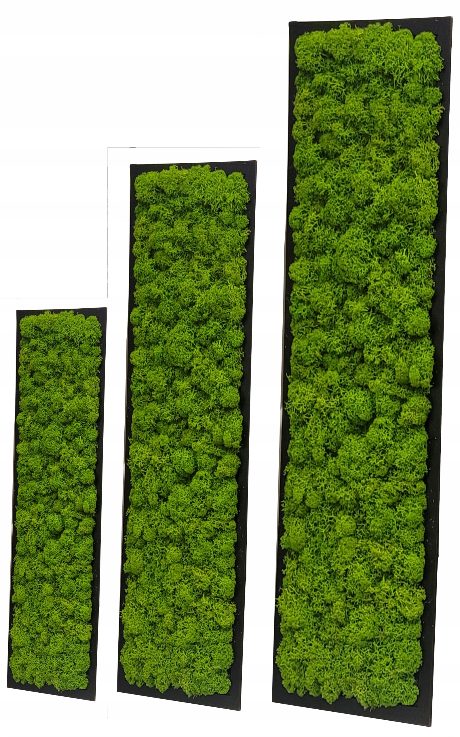 obraz chrobotek panel mech 10,20,30 • Cena, Opinie • Mech dekoracyjny ...