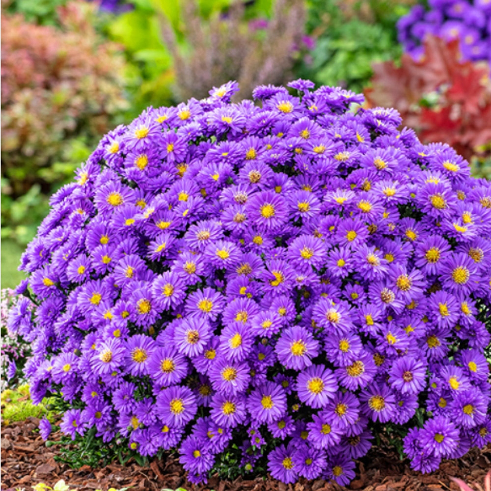 Aster Marcinek Sadzonki - Niska cena na Allegro