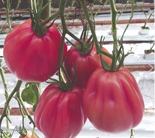 POMIDOR ROSAMUNDA MALINOWY BAWOLE SERCE F1 |SADZONKA| ROZSADA • Cena ...