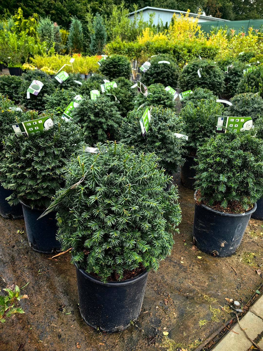 Taxus Baccata - Közönséges tiszafa GÖMB, • Ár, Vélemények - Allegro