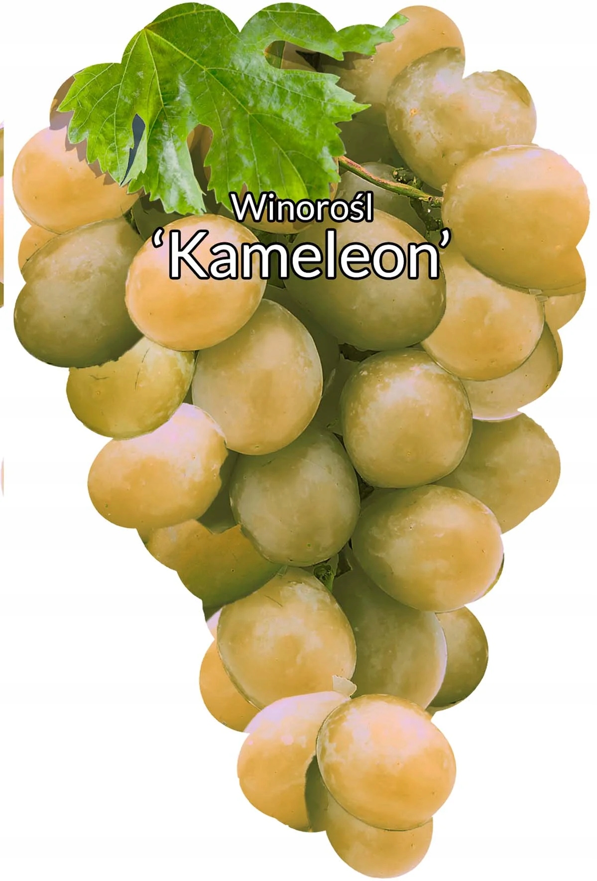 Winorośl Kameleon - Niska cena na Allegro