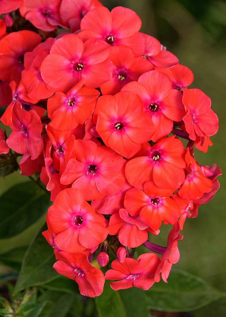 Floks wiechowaty czerwony sadzonka w pojemniku 0,5-1l 10 cm • Cena ...