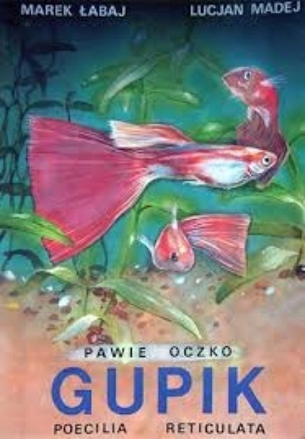Gupik - Pawie Oczko - Niska cena na Allegro