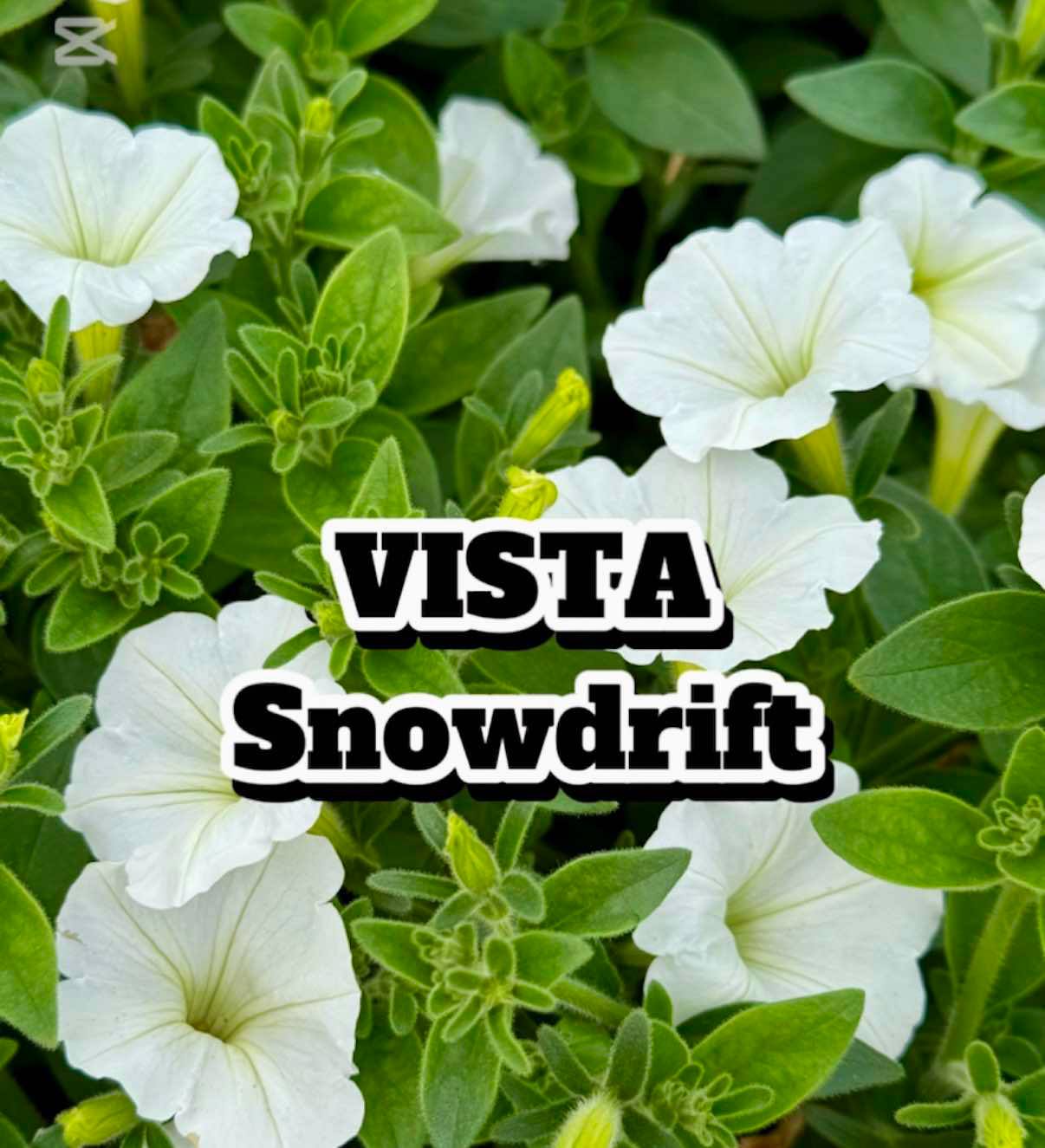 Supertunia Vista - Snowdrift • Cena, Opinie • Rośliny jednoroczne i ...