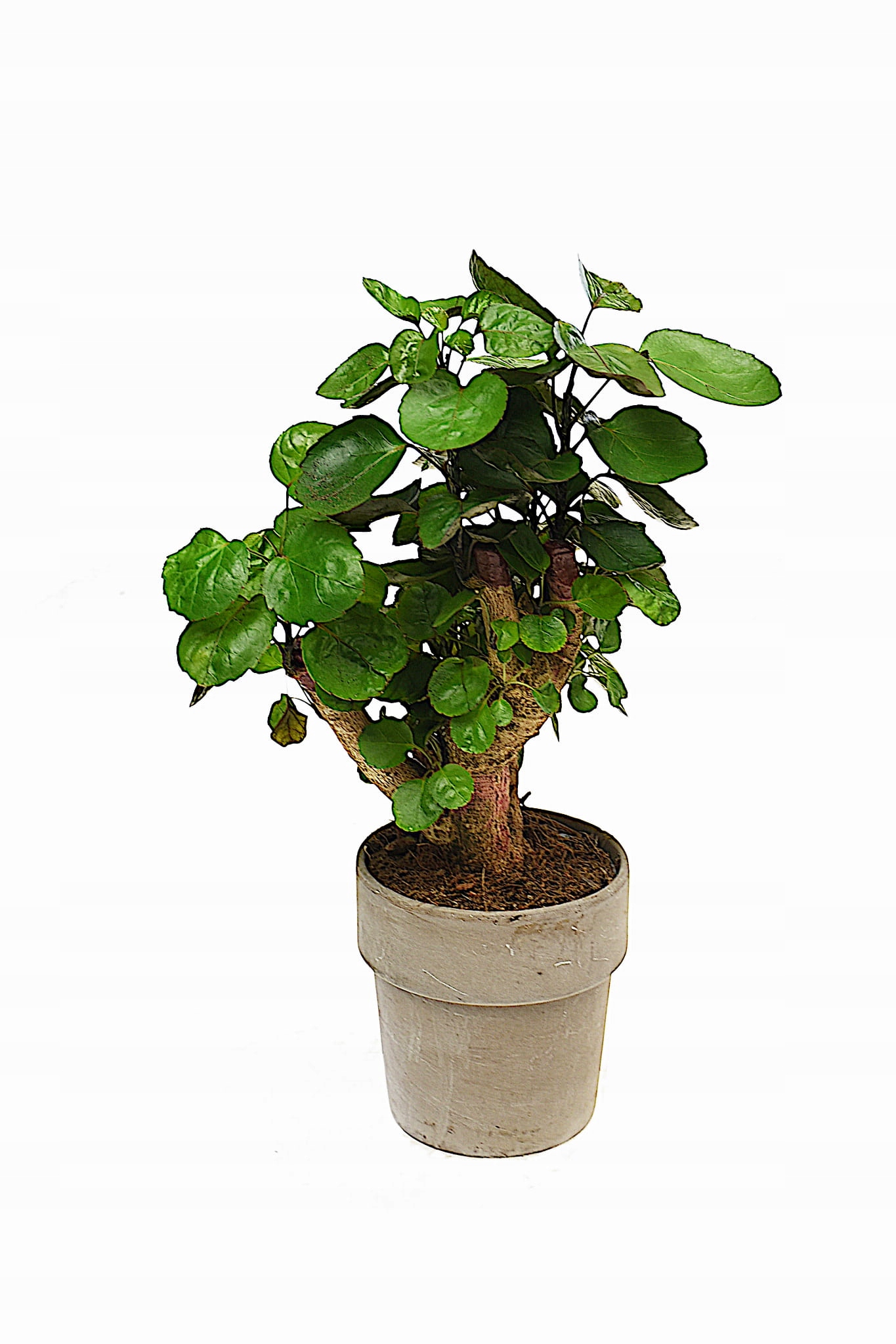 Polyscias Fabian bonsai strom P12 za 347 Kč - Allegro