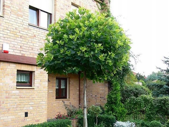 Platan Klonolistny Szczepiony na - Drzewa i krzewy liściaste ...