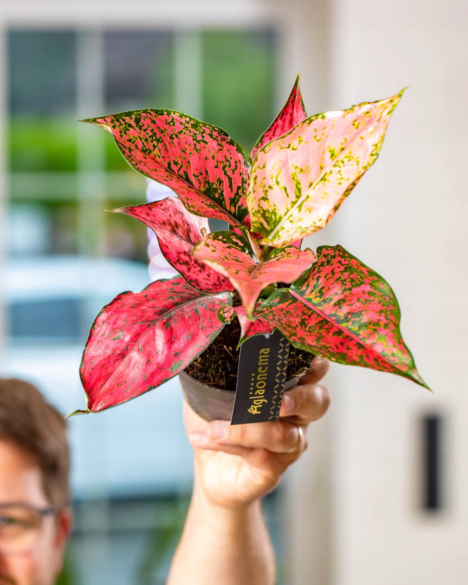 Aglaonema Spicy Pink ø12 cm za 9155.00HUF-ért - Allegro