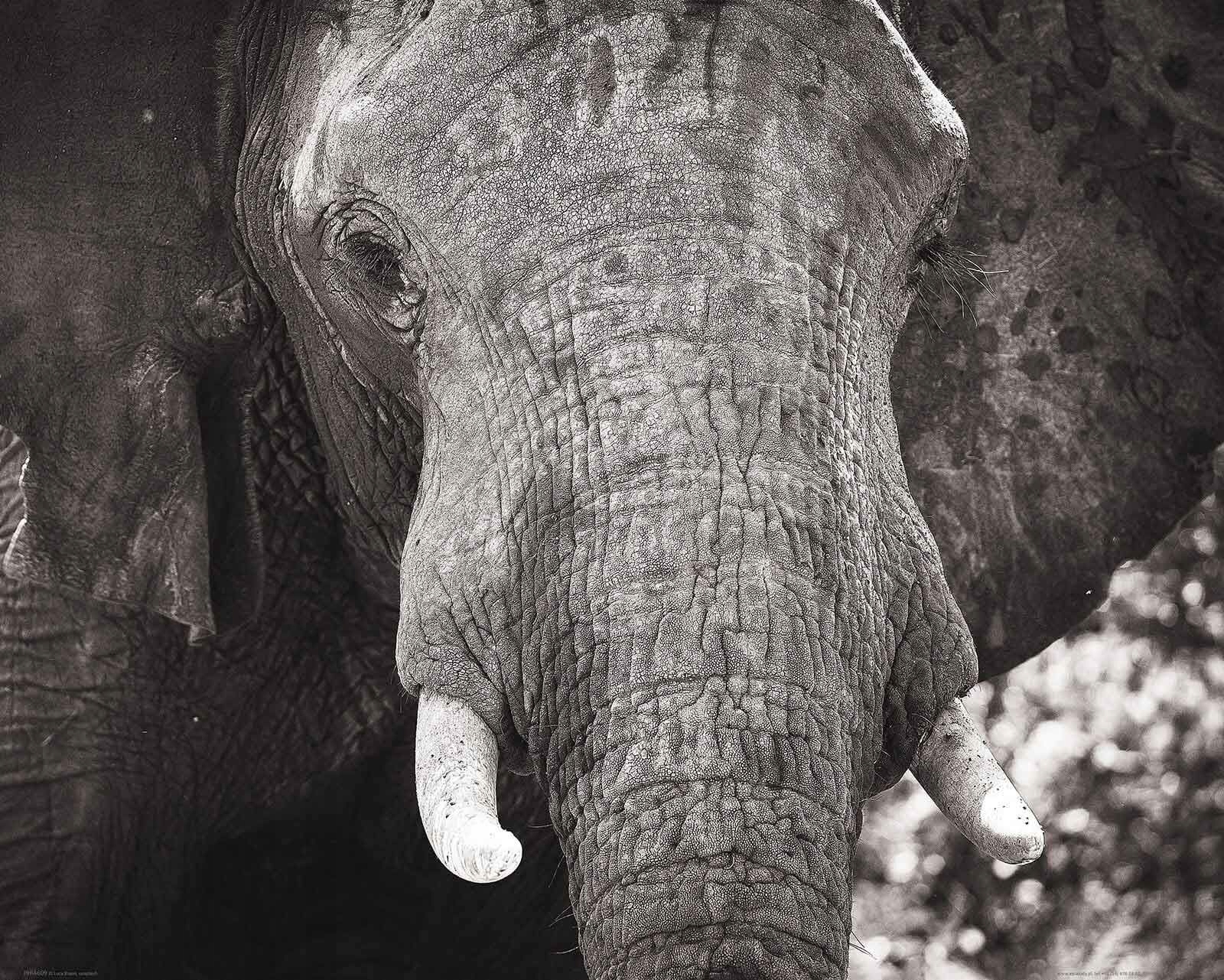 Plagát Slon bez rámu 50 x 40 cm - Allegro