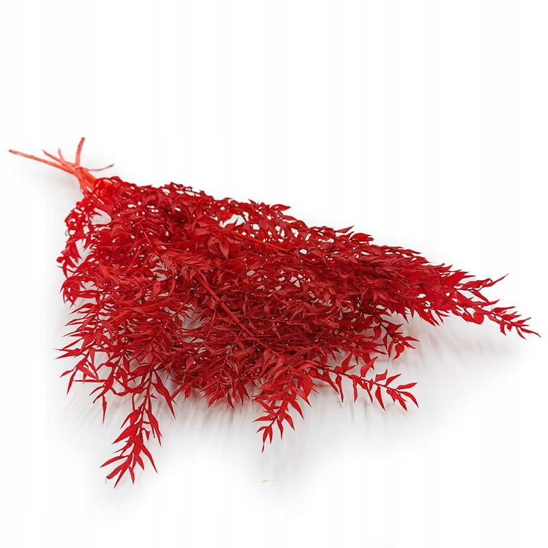 Ruskus stabilizowany czerwony Ruscus bukiet susz (RUSKUS CZERWONY ...