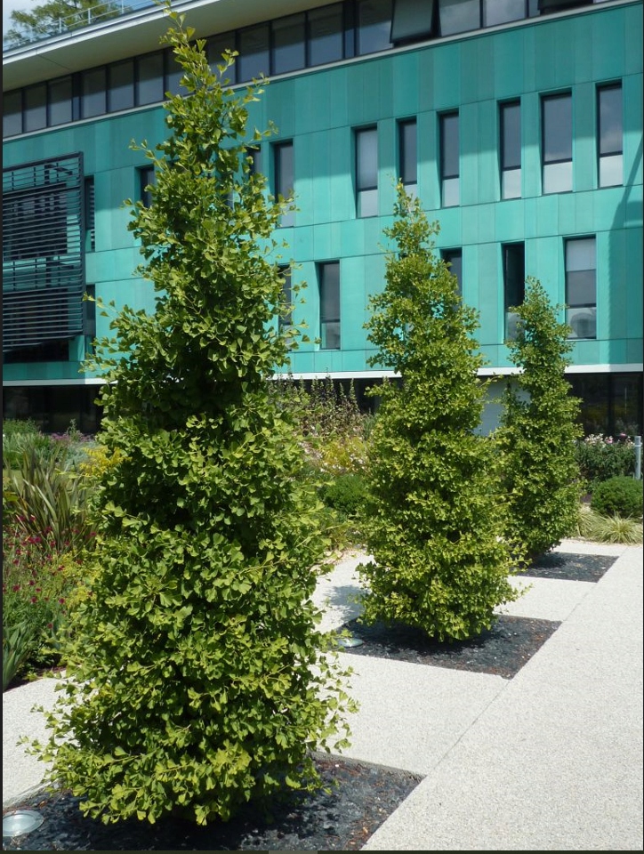 Miłorząb japoński FASTIGIATA kolumnowy ZDROWOTNE WŁAŚCIWOŚCI • Cena ...