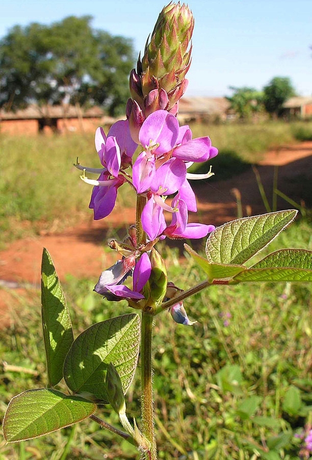 Desmodium kanadyjskie (Desmodium canadense) • Cena, Opinie • Rośliny ...