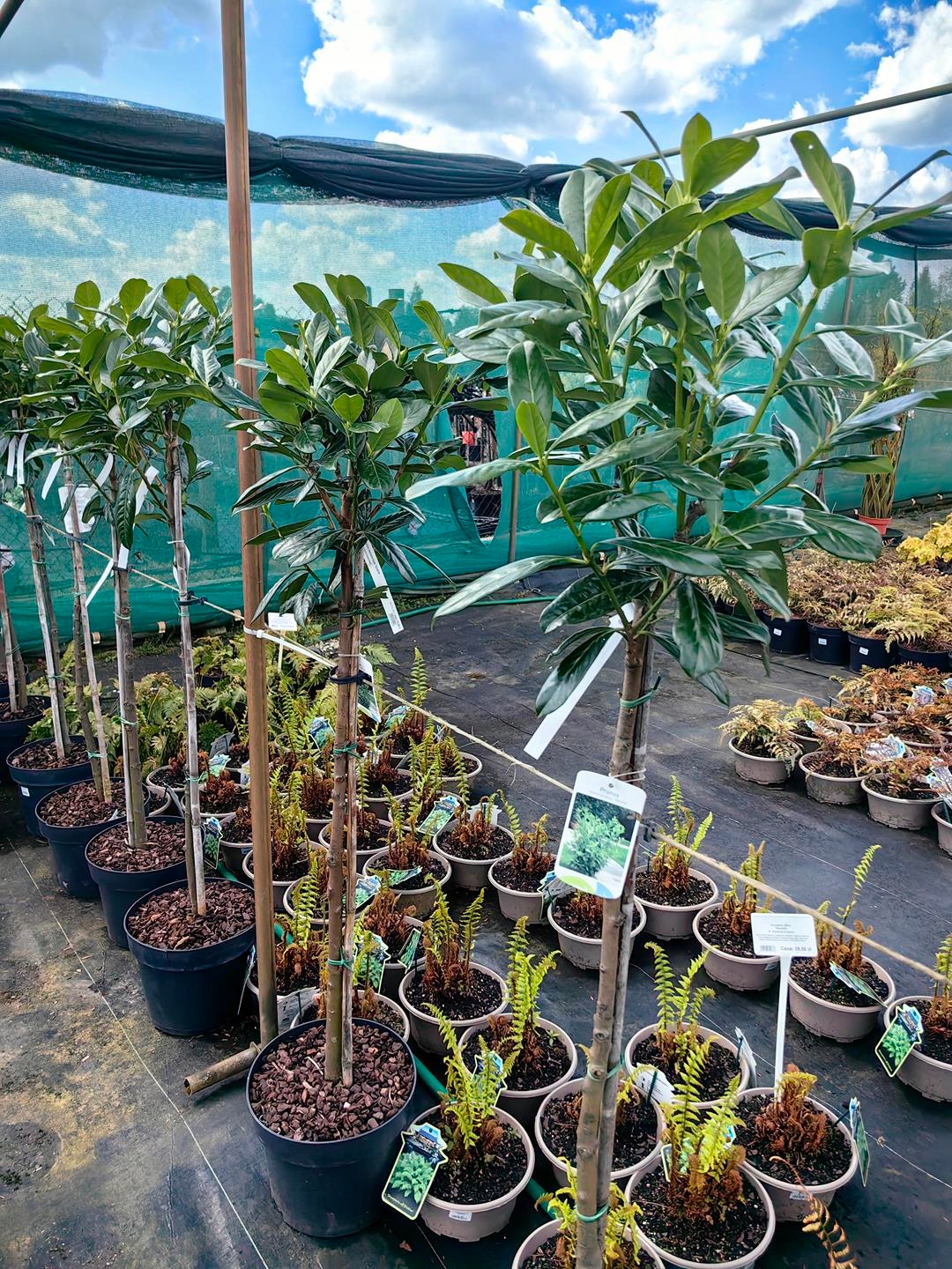 Prunus - Laurowiśnia wschodnia NOVITA - duża sadzonka szczepiona na ... Prunus - Laurowiśnia wschodnia NOVITA - duża sadzonka szczepiona na ...