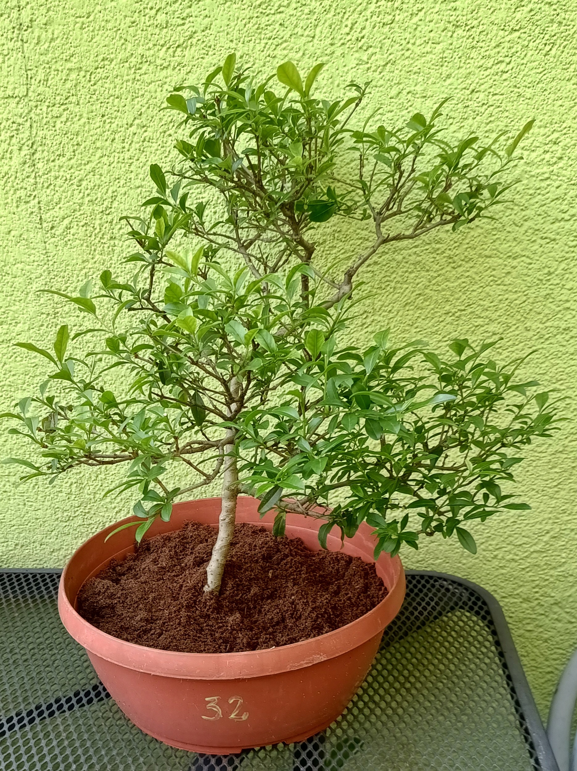 LIGUSTR POSPOLITY BONSAI DO OGRODU WYPRZEDAŻ • Cena, Opinie • Rośliny ...