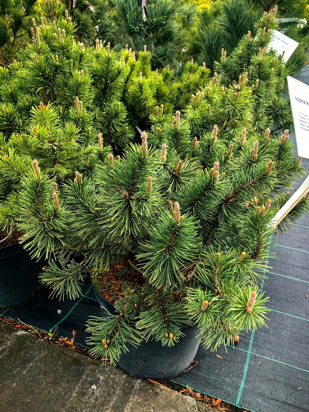 Pinus mugo - Sosna górska HUMPY - piękna duża sadzonka • Cena, Opinie ...