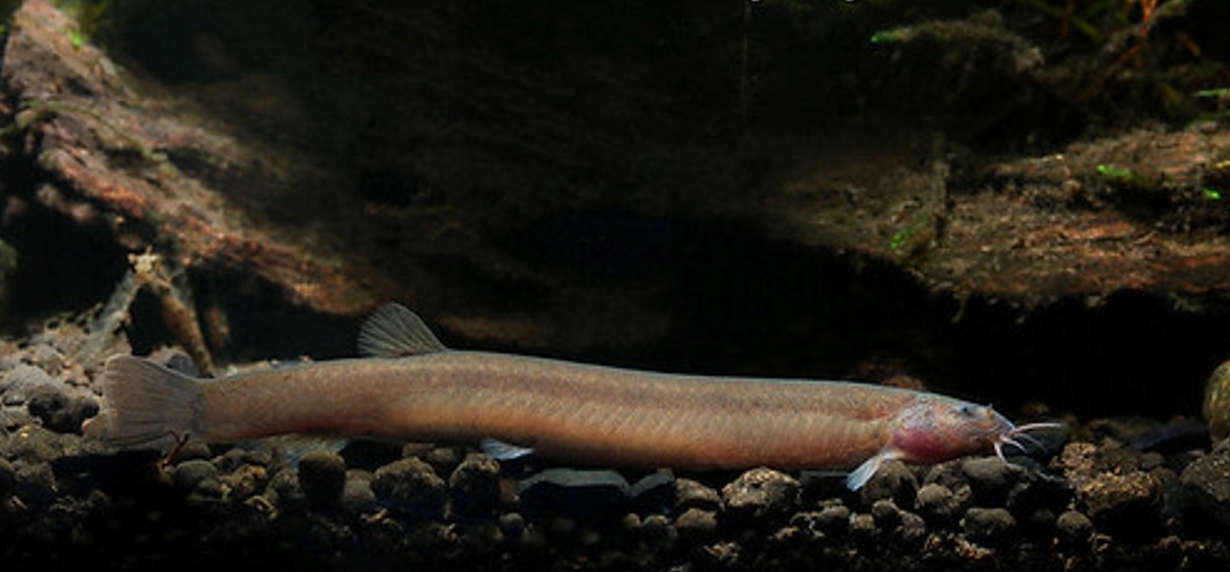 Piskorek czarny - Cierniooczek - Pangio oblonga • Cena, Opinie • Ryby ...