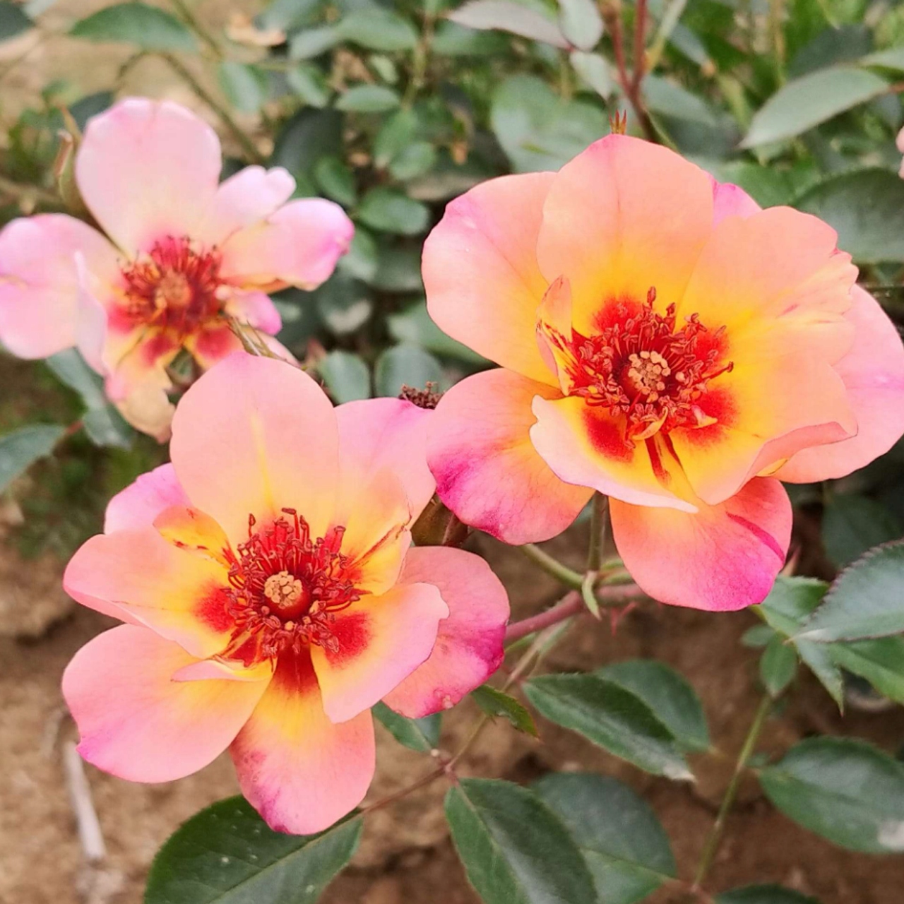 Róża okrywowa JOJO PEACH- Doniczka 2L • Cena, Opinie • Róże 17413444080 ...