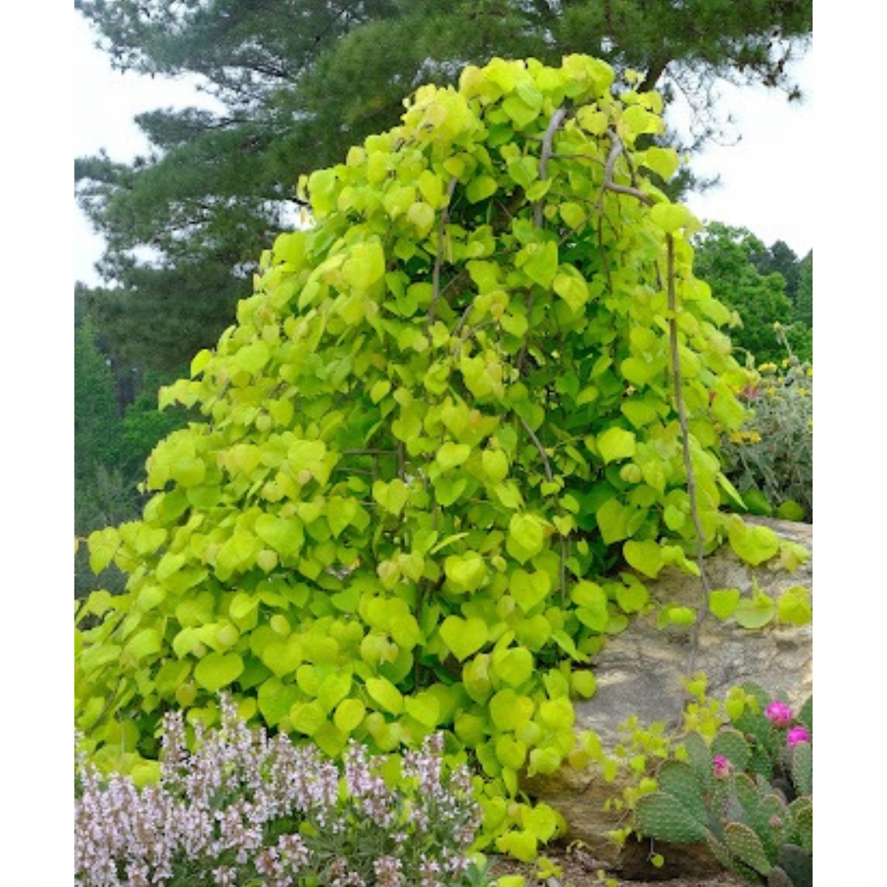 JUDASZOWIEC GOLDEN FALLS RARYTAS! DRZEWKO • Cena, Opinie • Drzewa i ...