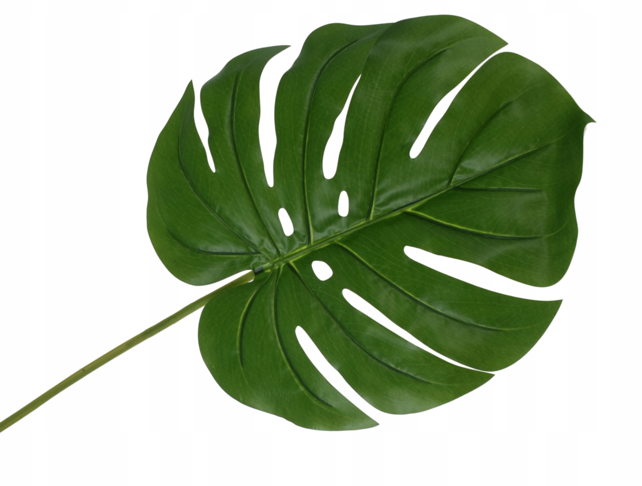 LIŚĆ MONSTERY NATURALNY W DOTYKU DUŻY 100cm 13843692659 - Allegro.pl