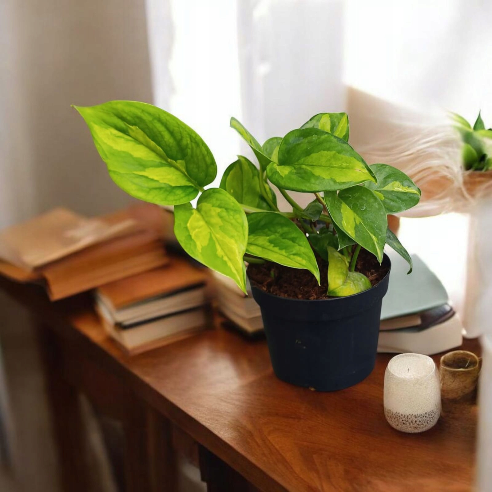 Epipremnum sadzonka w pojemniku do 0,5l • Cena, Opinie • Rośliny ...