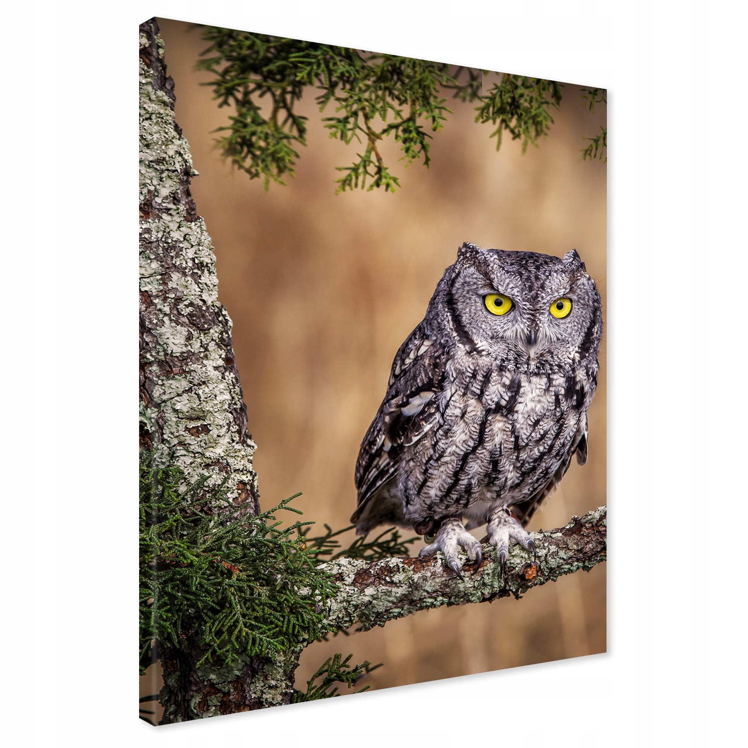 Obraz na płótnie sowa puchacz 50x70 (0089687782140) • Cena, Opinie ...
