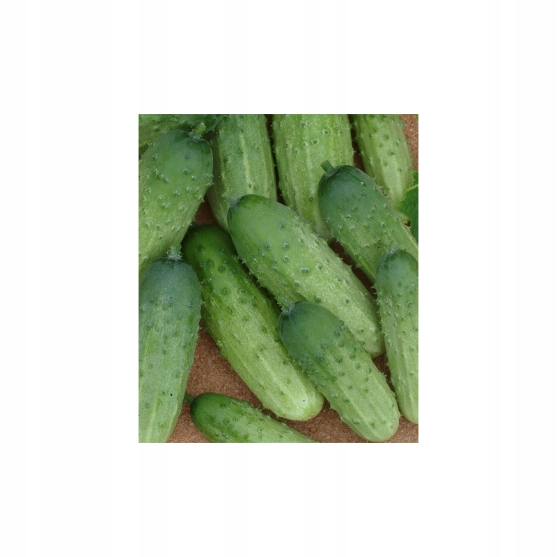 Ogórek Śremski F1 2g (5905653400243) • Cena, Opinie • Warzywa ...