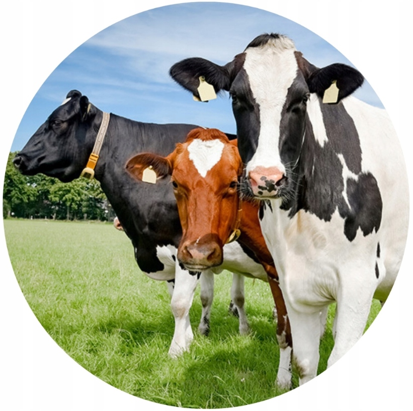 Opłatek na Tort Królowa w Dekoracje tortów i ciast - opłatek na tort ...