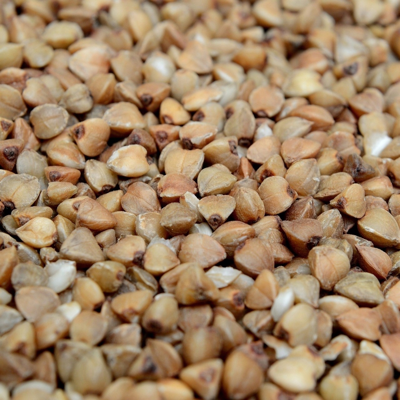 Toraf Nasiona Gryka zwyczajna 100g (5907595501965) • Cena, Opinie ...