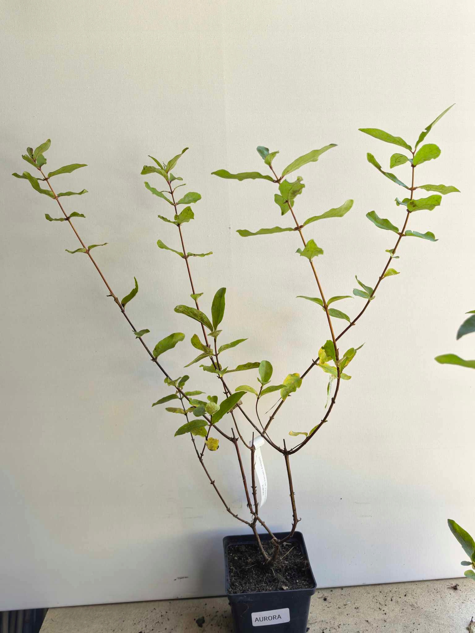 Borówki i jagody AURORA sadzonka w pojemniku 1-2l 35-45 cm • Cena, Opinie • Rośliny owocowe ...