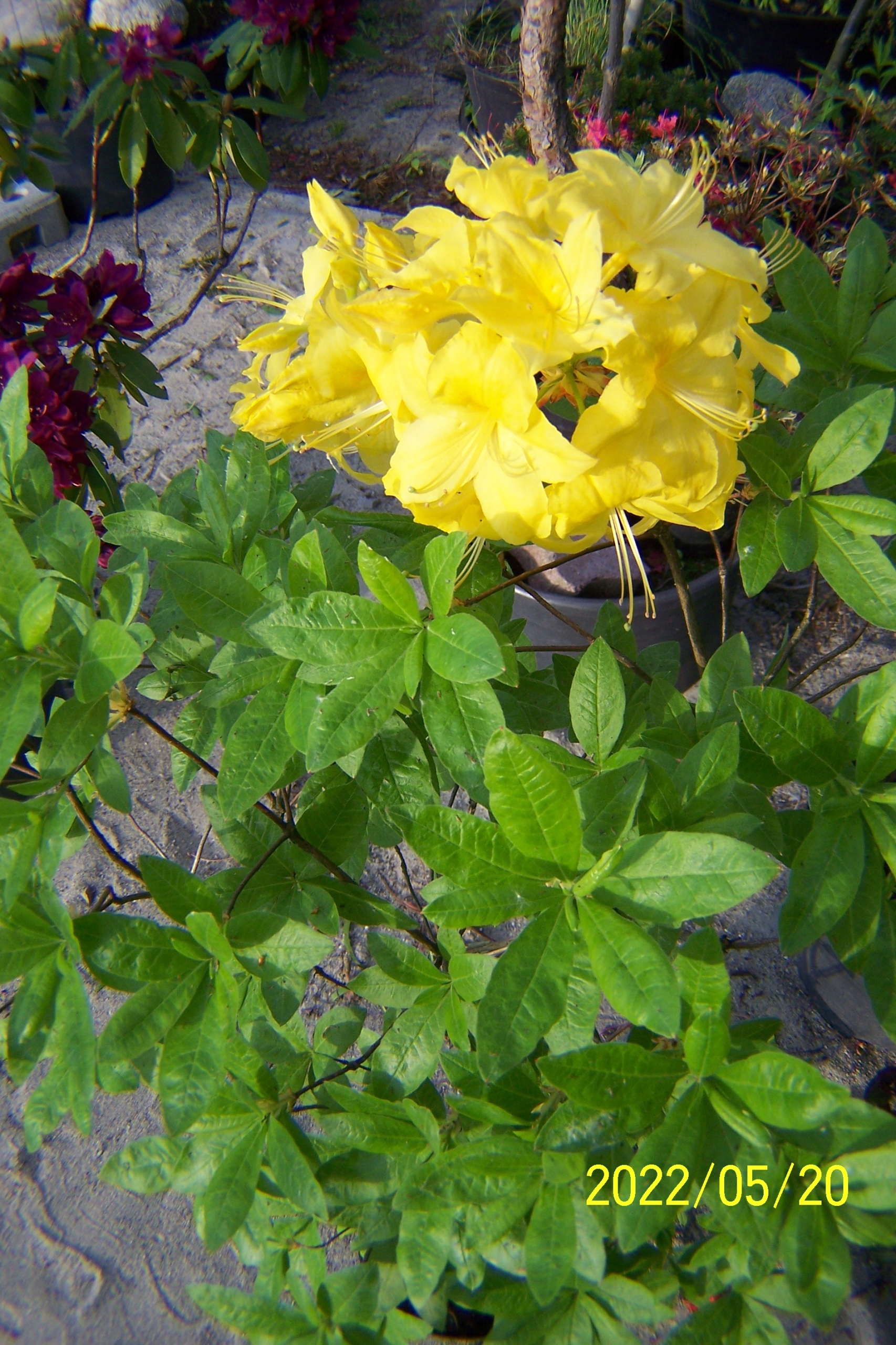 Azalia Cytrynowa Szczepiona Pienna - Ozdobne drzewa liściaste, krzewy ...