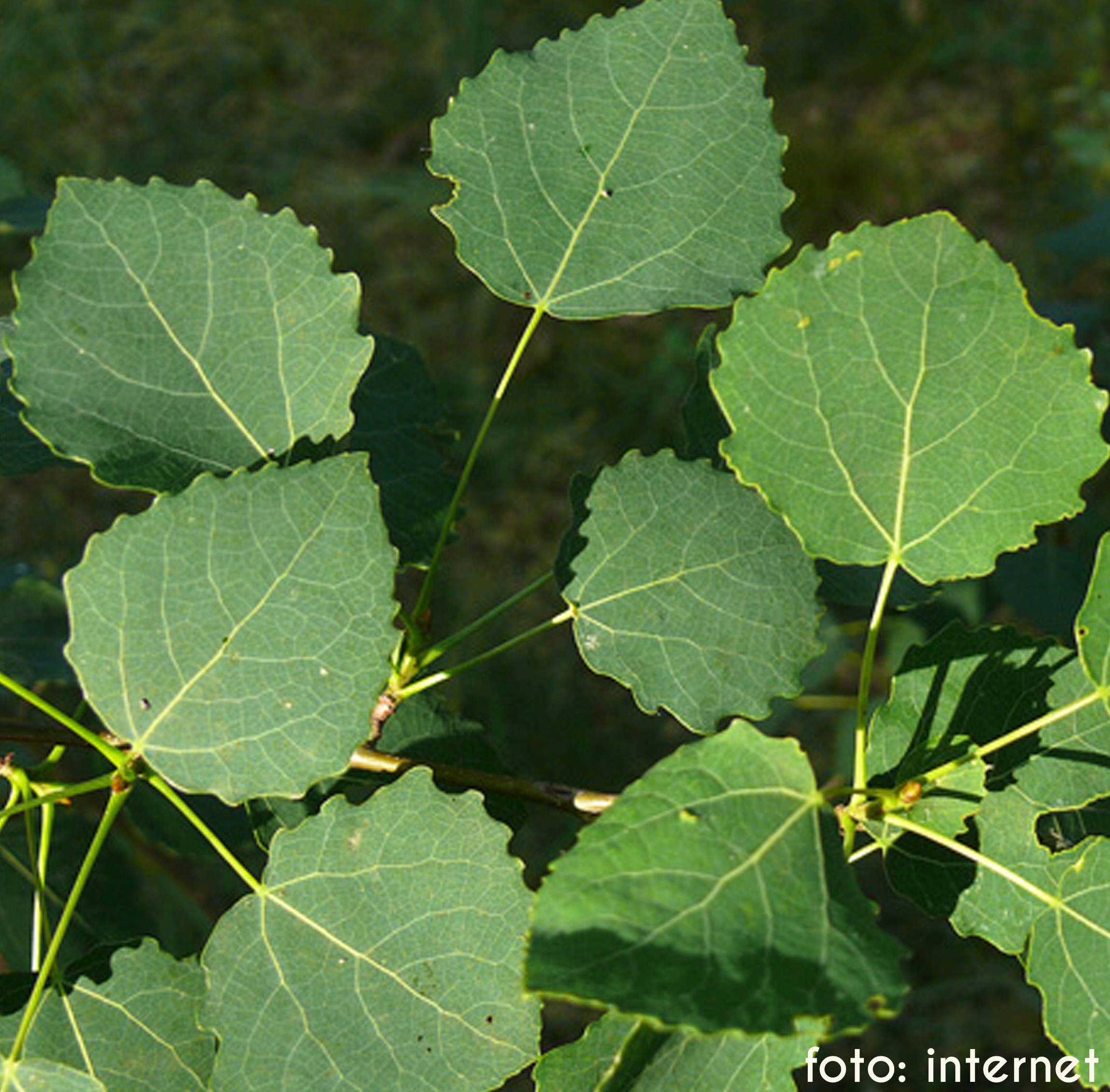 Topola Włoska Drzewo Sadzonka - Rośliny ogrodowe - Największy wybór ...