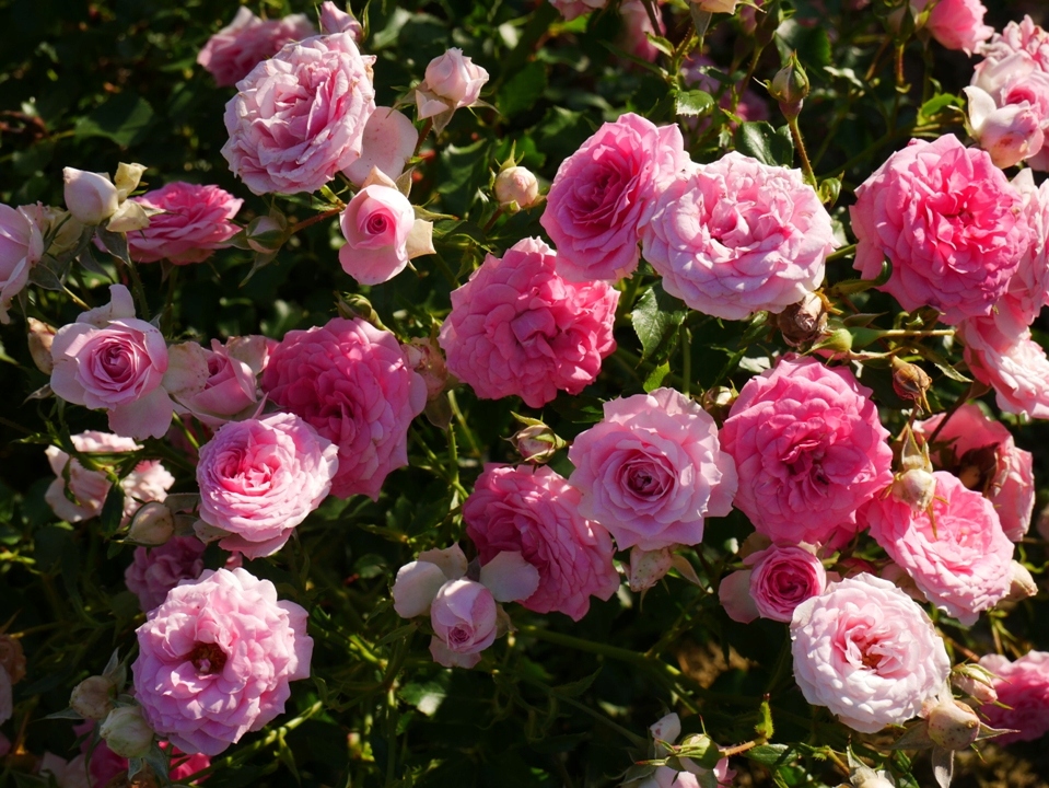 PRZEDSPRZEDAŻ Amica róża okrywowa Premium, ADR • Cena, Opinie • Róże ...