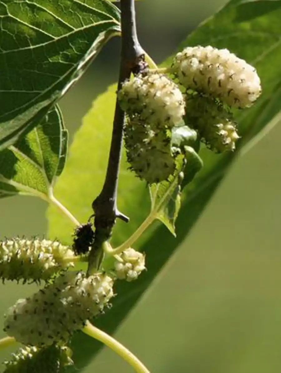 Morwa biała [Morus alba] • Cena, Opinie • Drzewa i krzewy liściaste ...