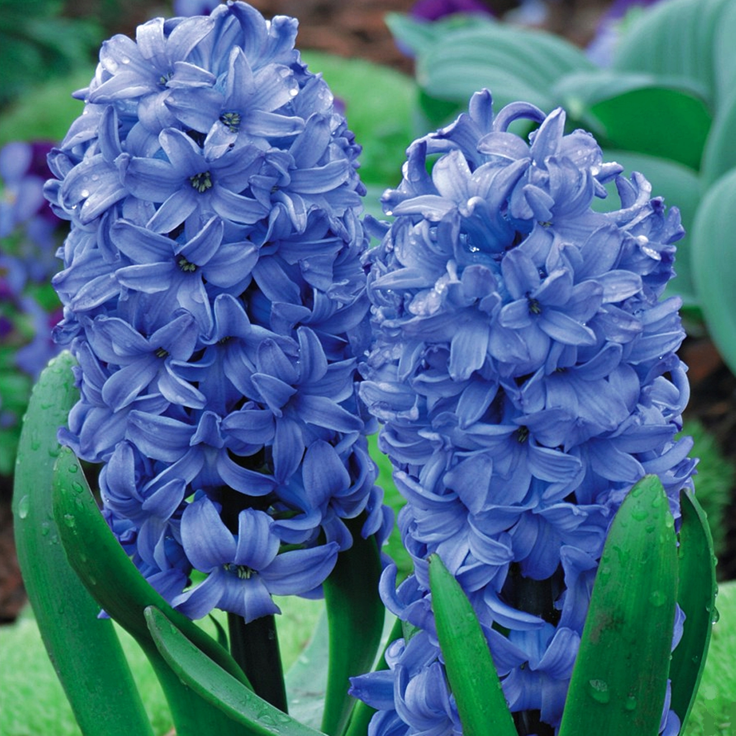 Hiacynty Hiacynt Delft Blue 5 szt cebulki Pachnący • Cena, Opinie ...